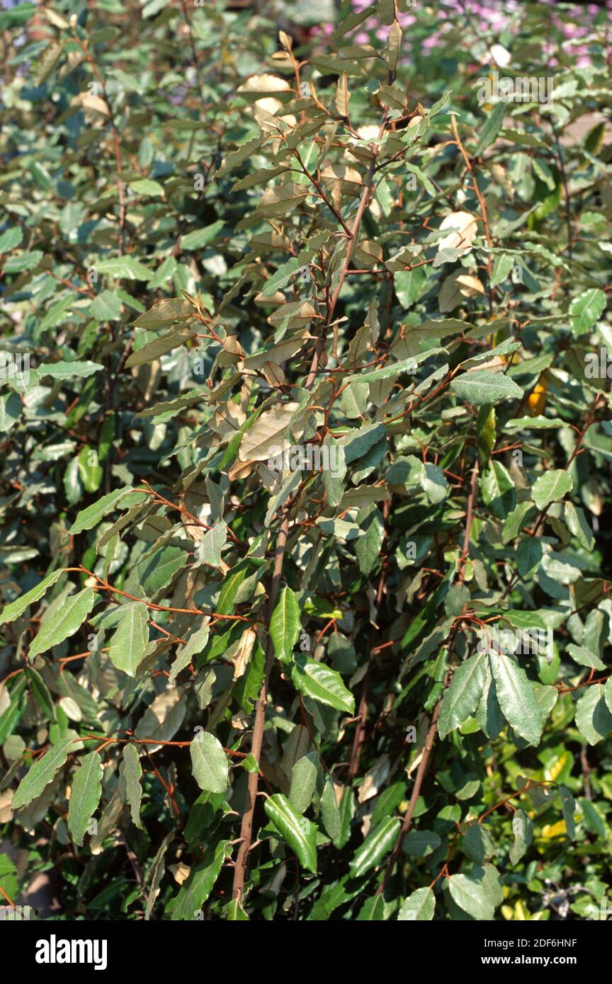 Thorny olive and silverthorn hi-res stock photography and images - Alamy