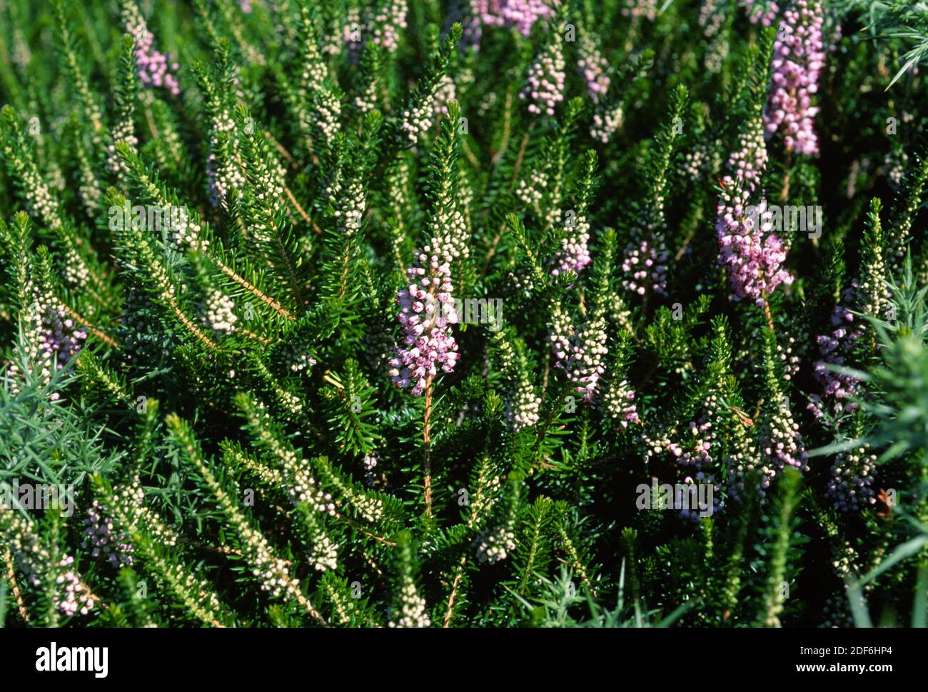 Erica Vagans High Resolution Stock Photography and Images - Alamy