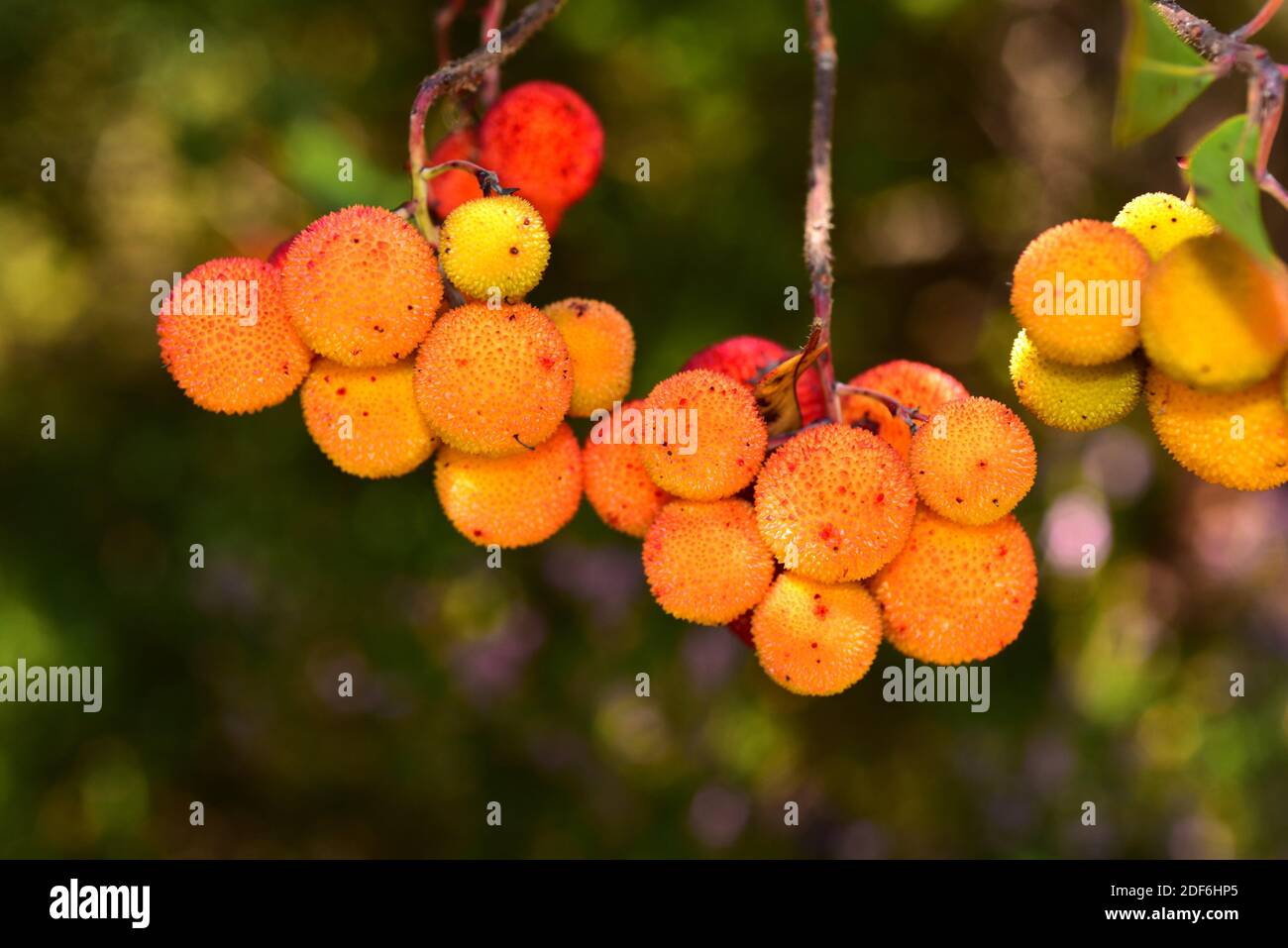 Fruit of arbutus unedo hi-res stock photography and images - Alamy