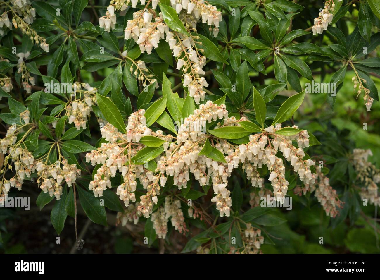 Japan tree hi-res stock photography and images - Alamy
