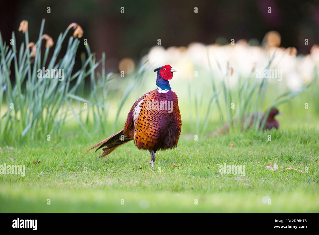Ring necked pheasants hi-res stock photography and images - Alamy
