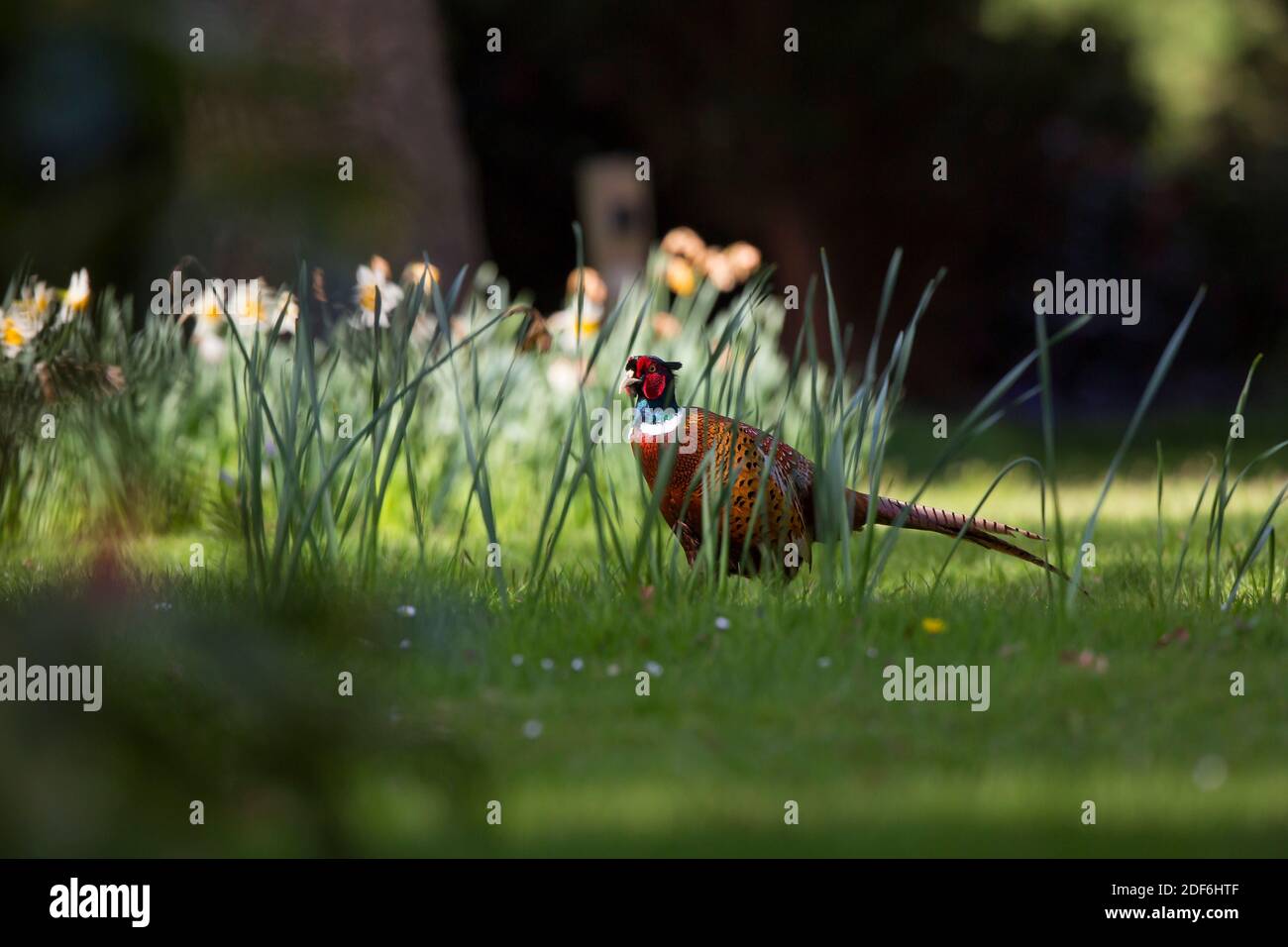 Pheasants Grass High Resolution Stock Photography and Images - Alamy