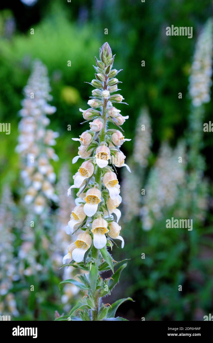 Woolly foxglove plant hi-res stock photography and images - Alamy