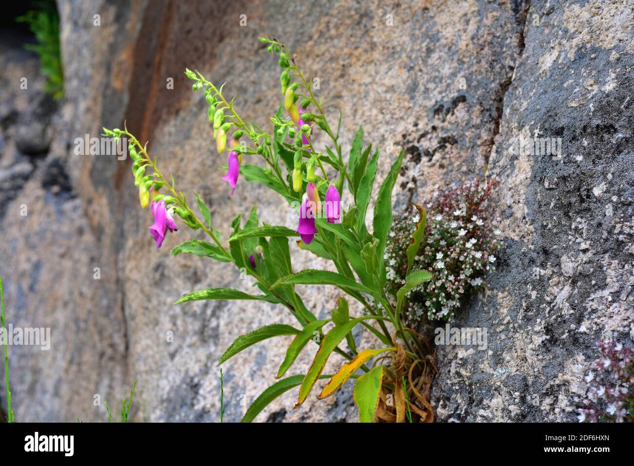 Spanish foxglove (Digitalis thapsi) is a biennial and poisonous plant ...