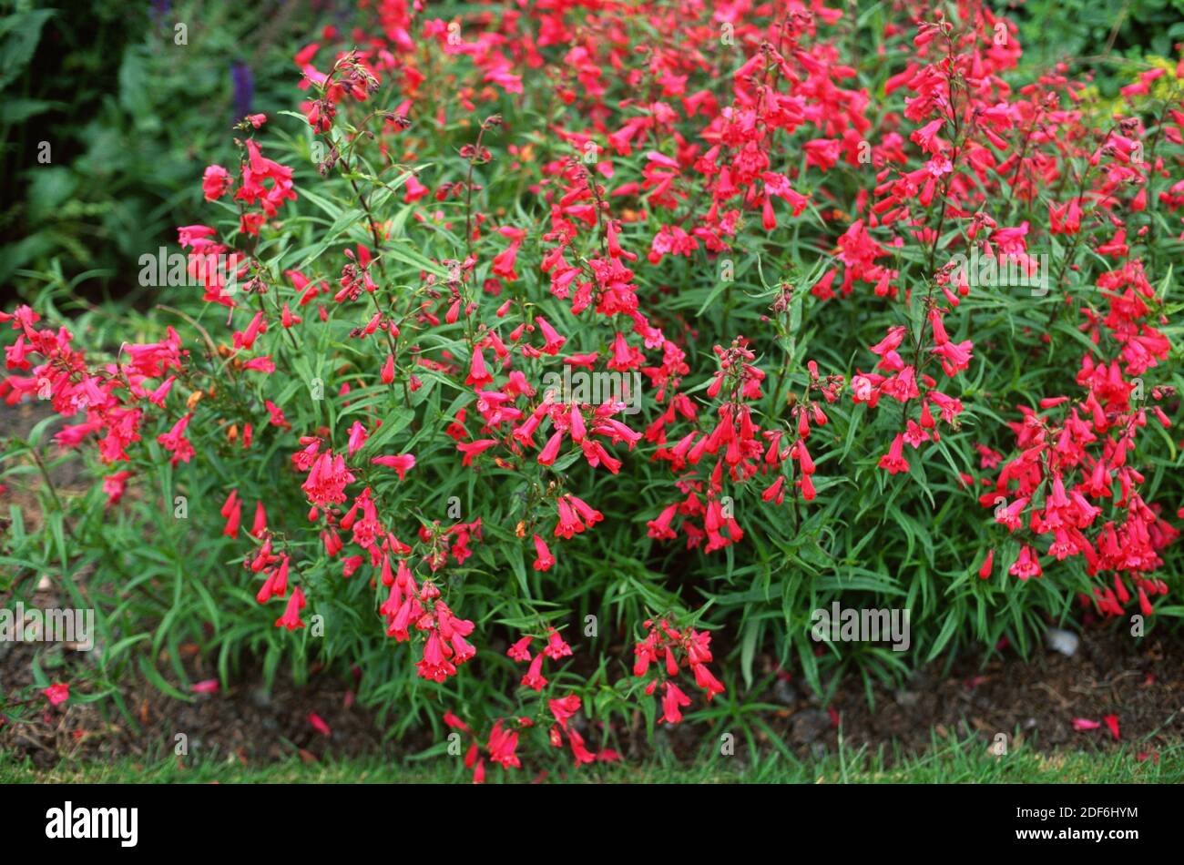 Penstemon Penstemon Sp High Resolution Stock Photography and Images - Alamy