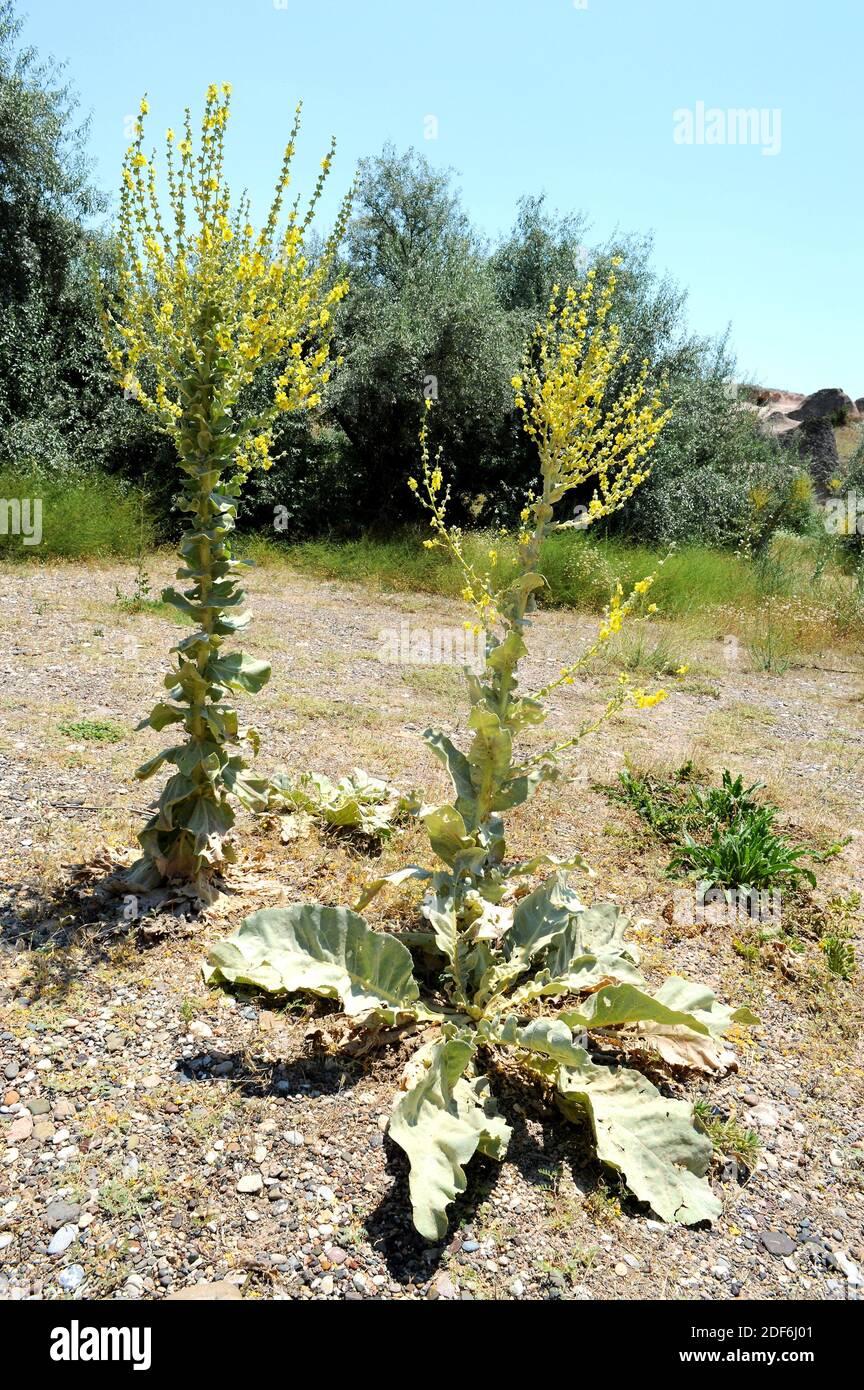 Verbascum bombyciferum hi-res stock photography and images - Alamy