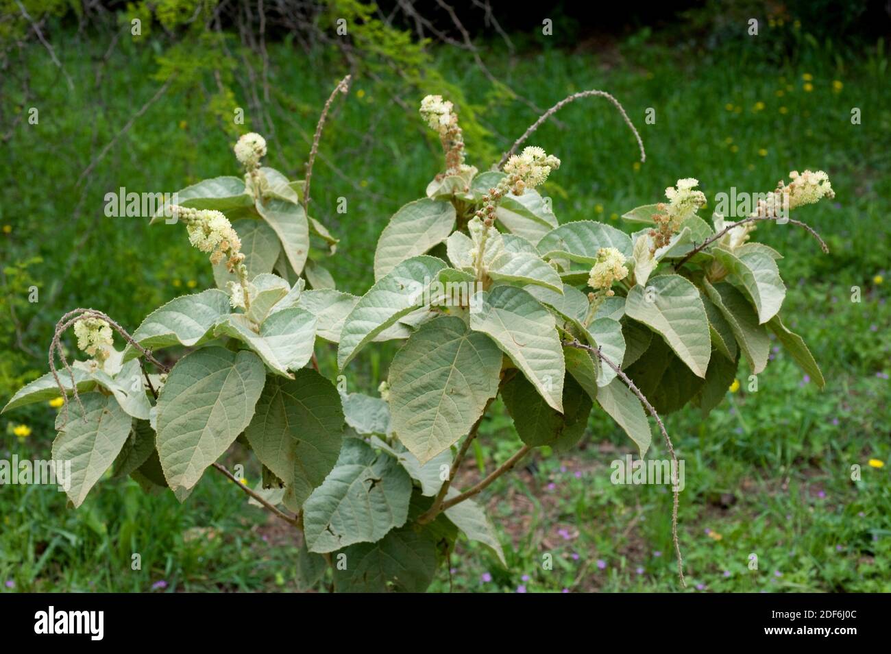 Flora de chile hi-res stock photography and images - Alamy