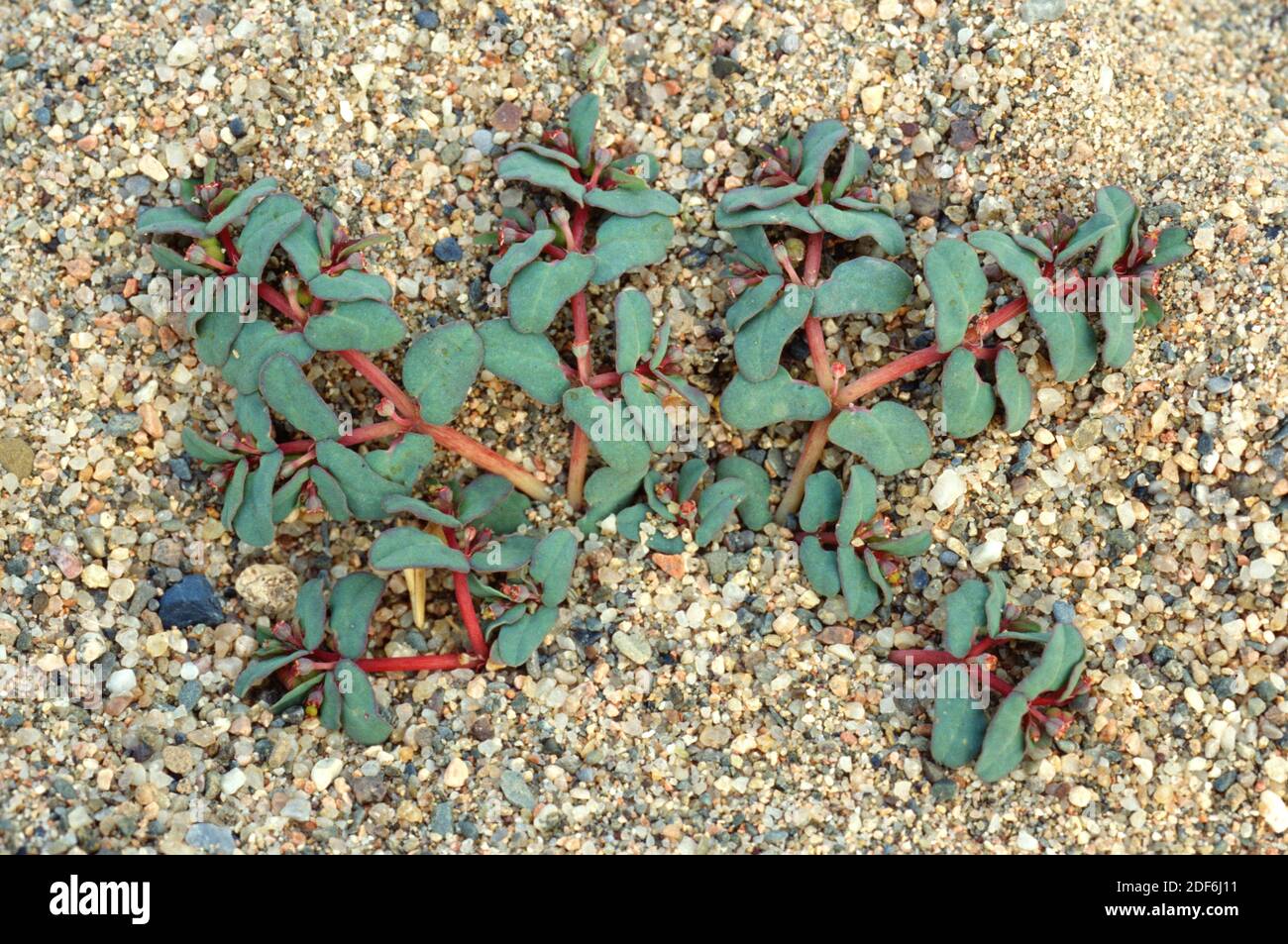 Prostrate Spurge High Resolution Stock Photography and Images - Alamy