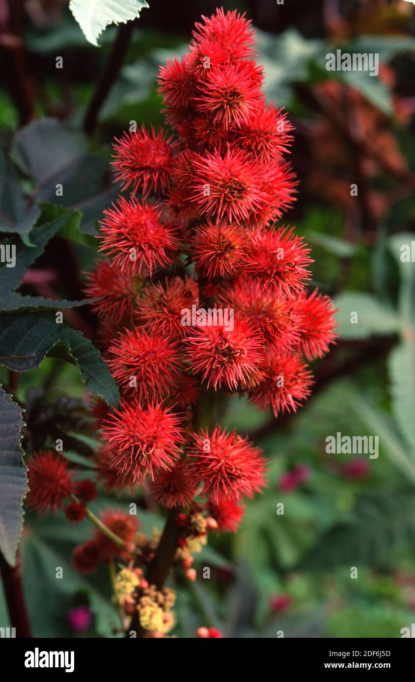 Indian castor oil hi-res stock photography and images - Alamy