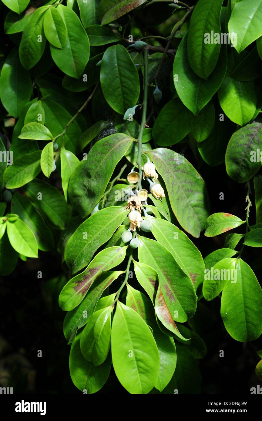 Native guava australia hi-res stock photography and images - Alamy