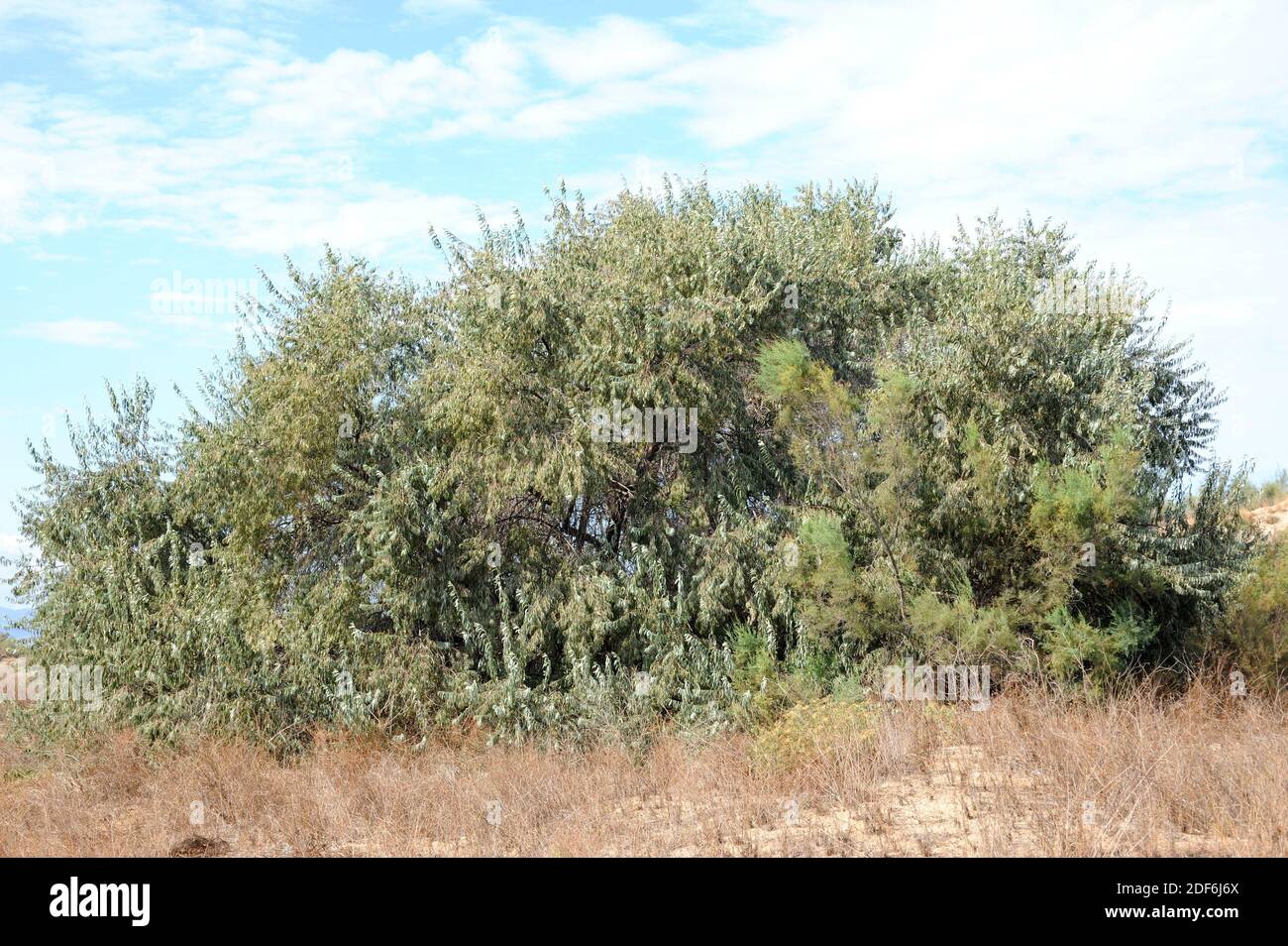 Augustifolia hi-res stock photography and images - Alamy