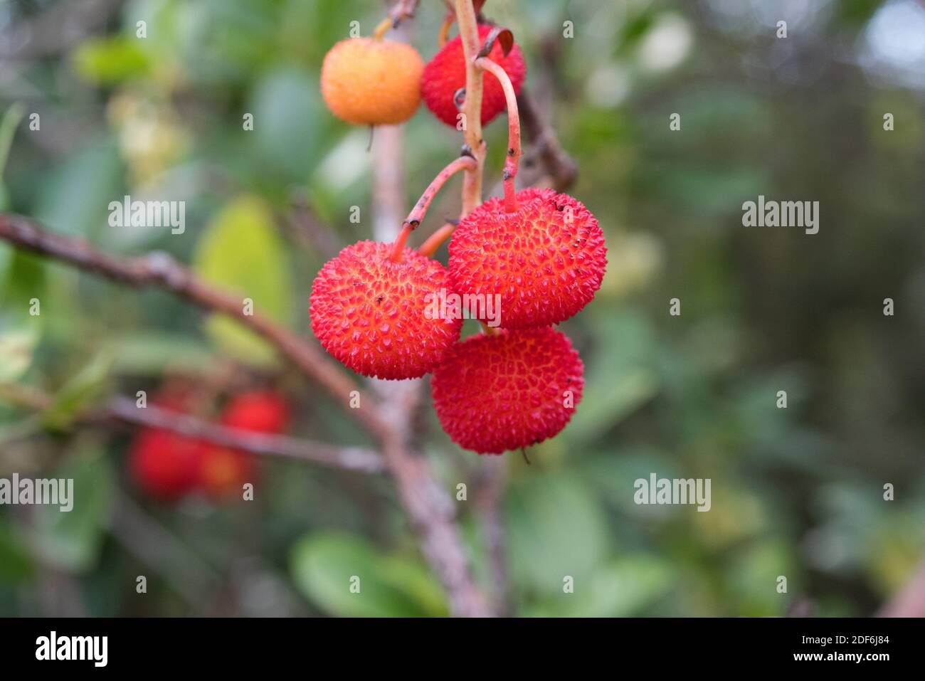 Arbutus unedo tree hi-res stock photography and images - Alamy