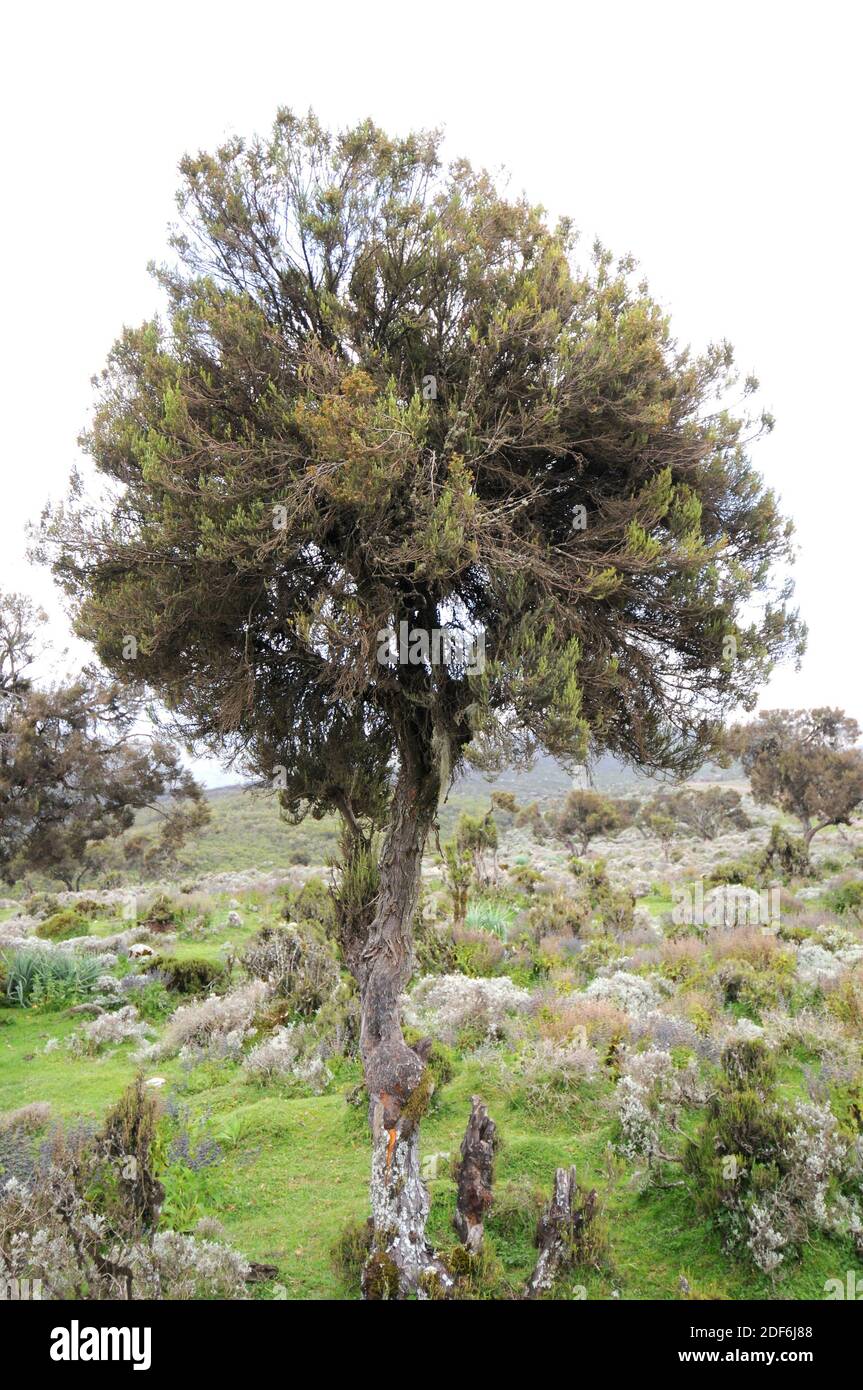 Native heather hi-res stock photography and images - Alamy