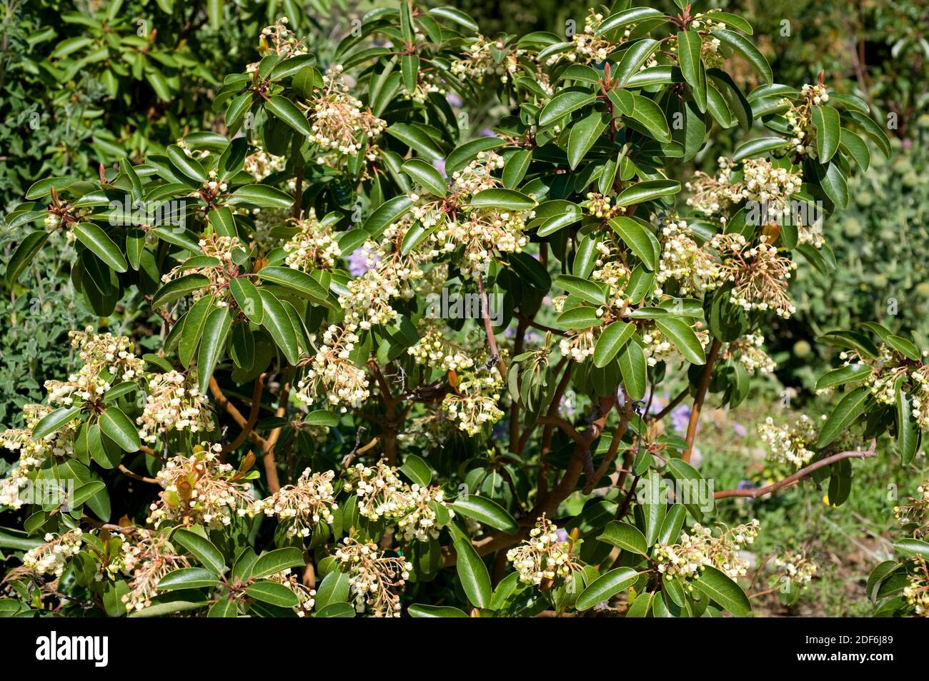 National flower of turkey hi-res stock photography and images - Alamy