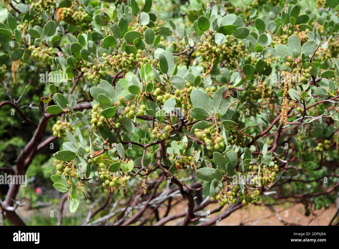 Arctostaphylos manzanita hi-res stock photography and images - Alamy