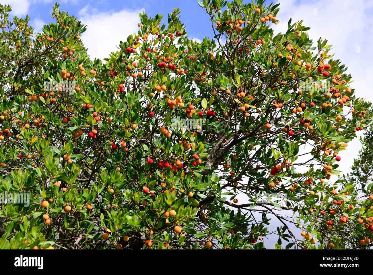Fruit of arbutus unedo hi-res stock photography and images - Alamy