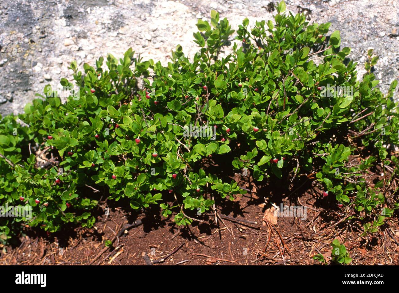 Common bilberry or blue whortleberry (Vaccinium myrtillus) is edible ...