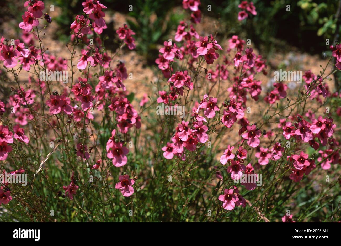 Twinspur diascia hi-res stock photography and images - Alamy