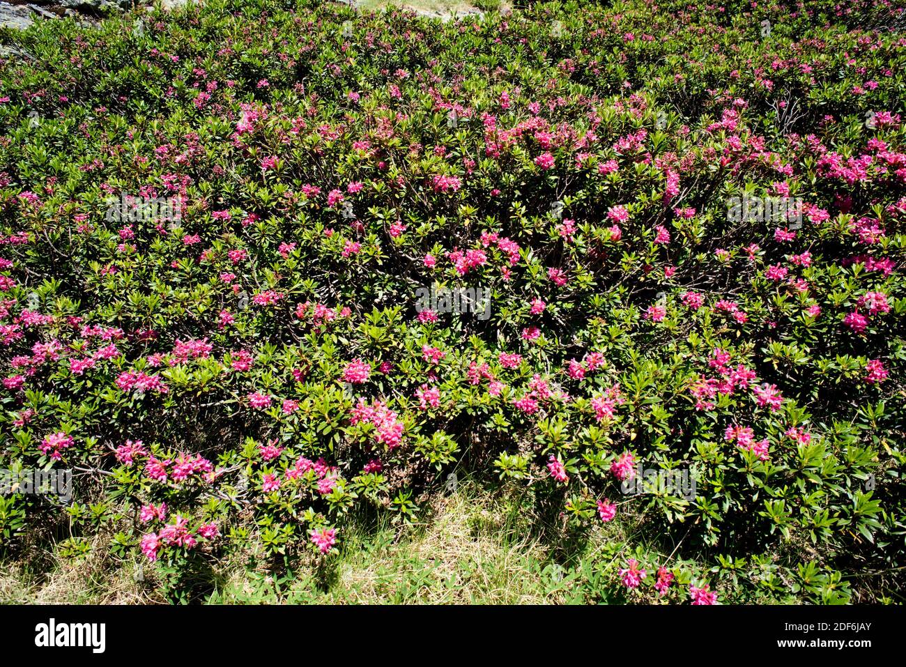 Alpenrose alpenrose hi-res stock photography and images - Alamy