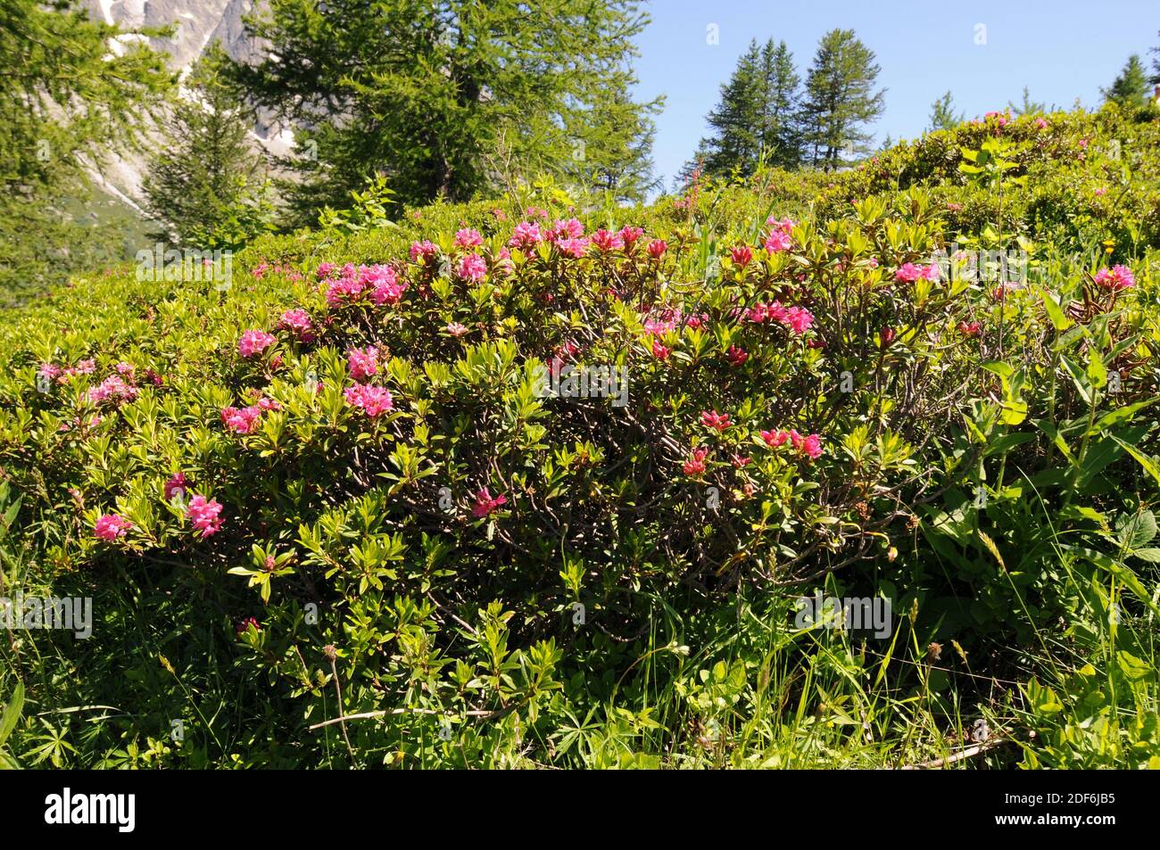 Rhododendron evergreen plant hi-res stock photography and images - Alamy