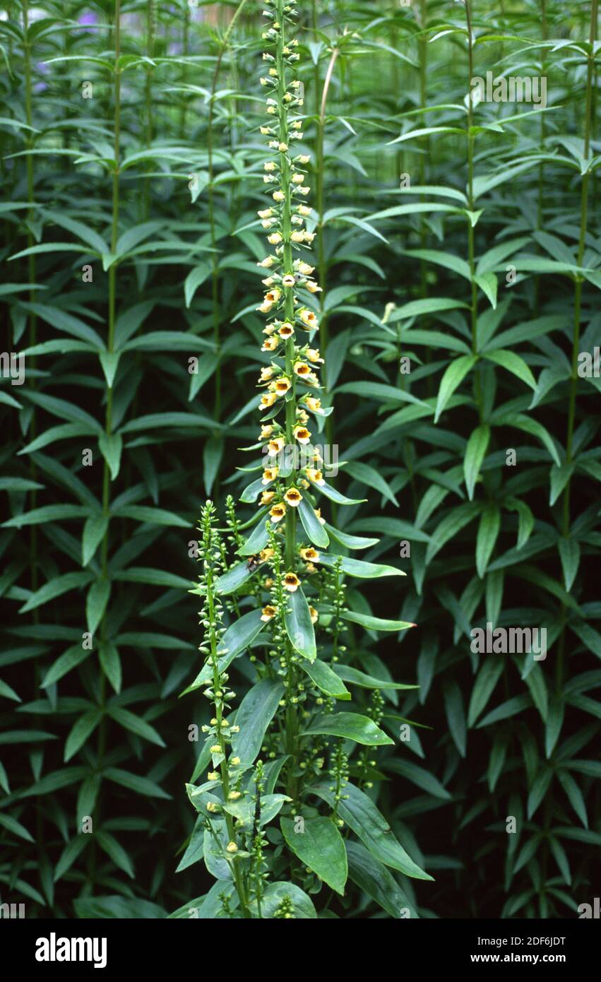 Iran plant hi-res stock photography and images - Alamy
