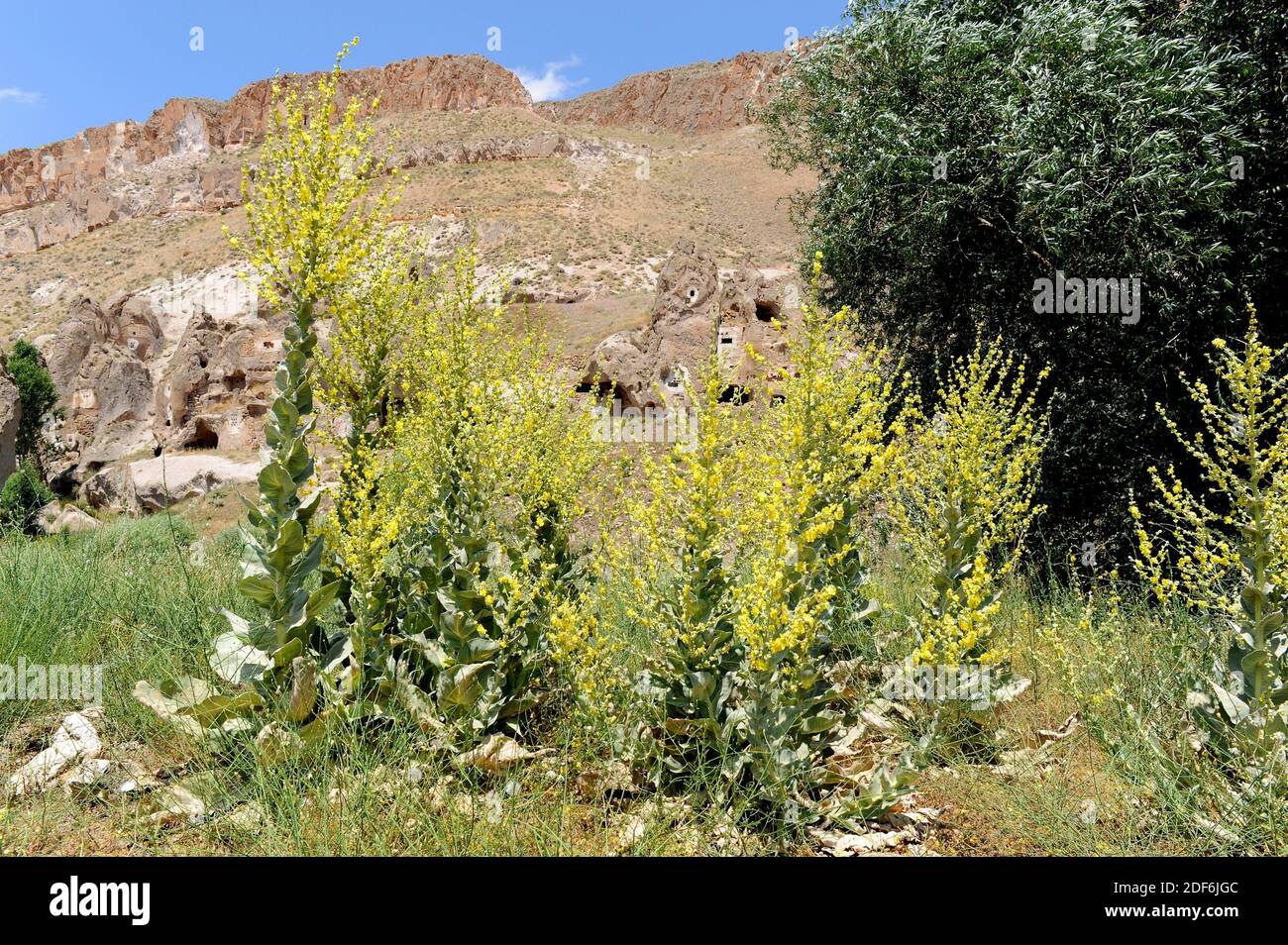 Turkish mullein hi-res stock photography and images - Alamy