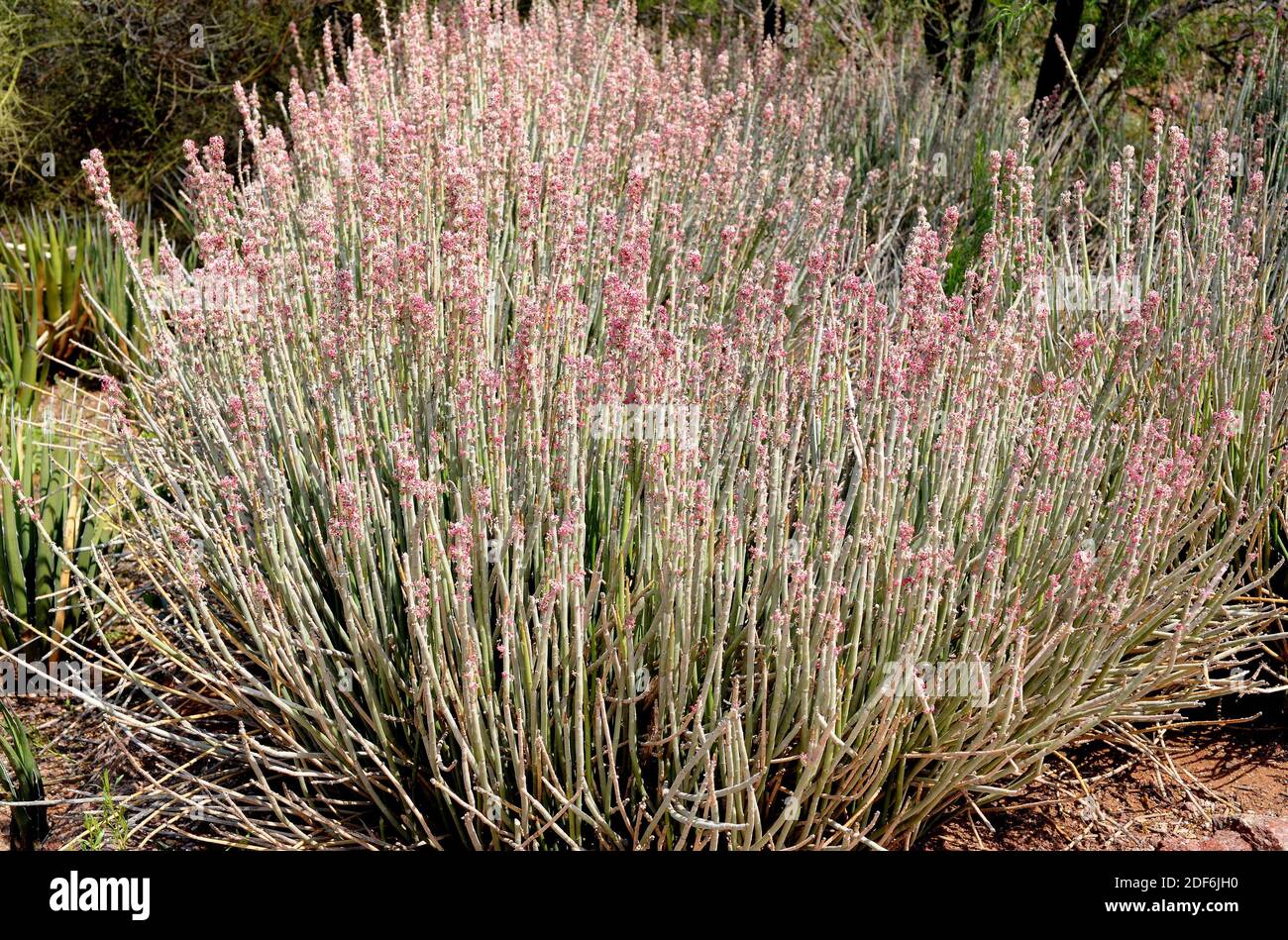 Euphorbia Antisyphilitica