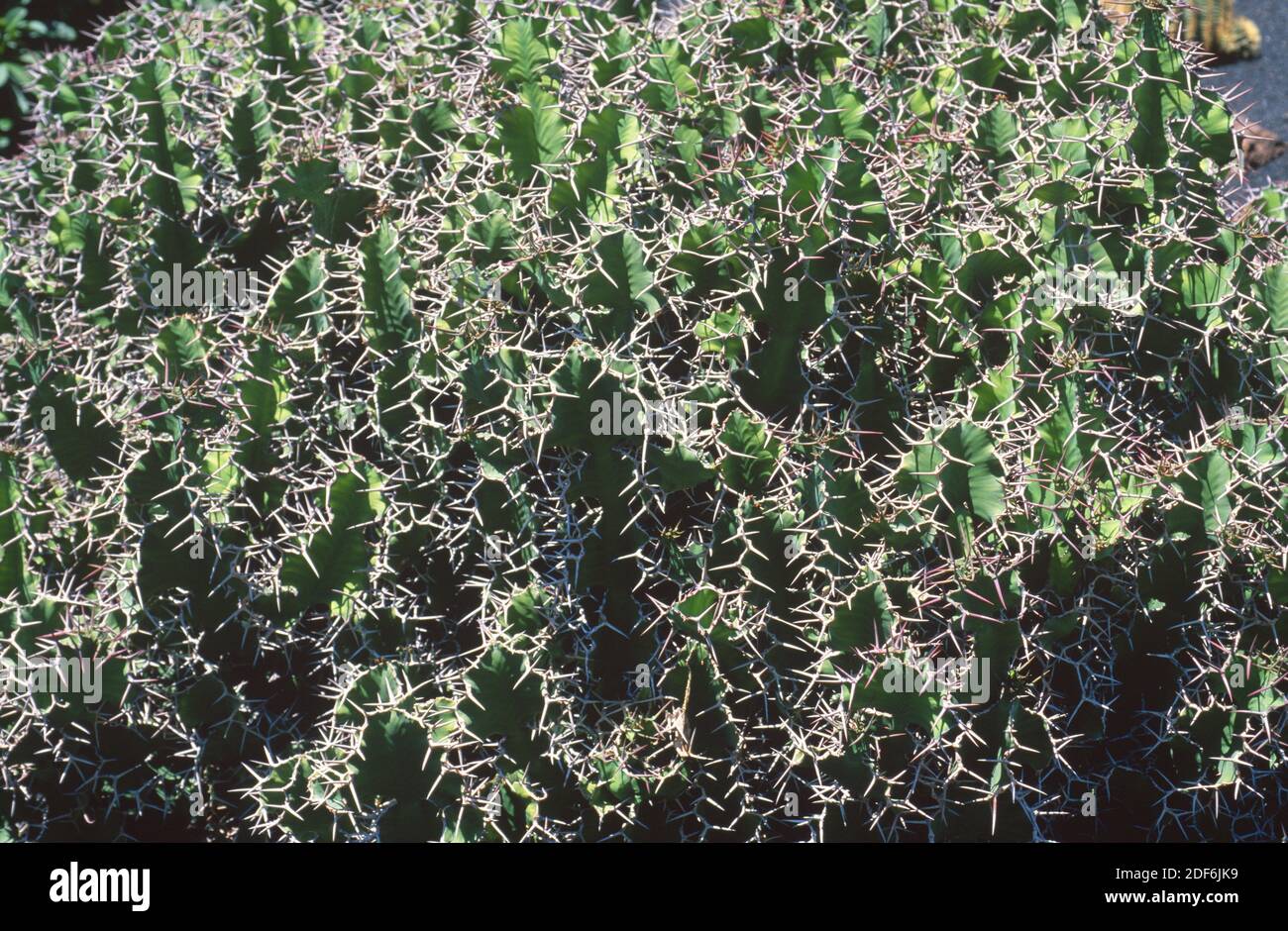 Euphorbia grandicornis hi-res stock photography and images - Alamy
