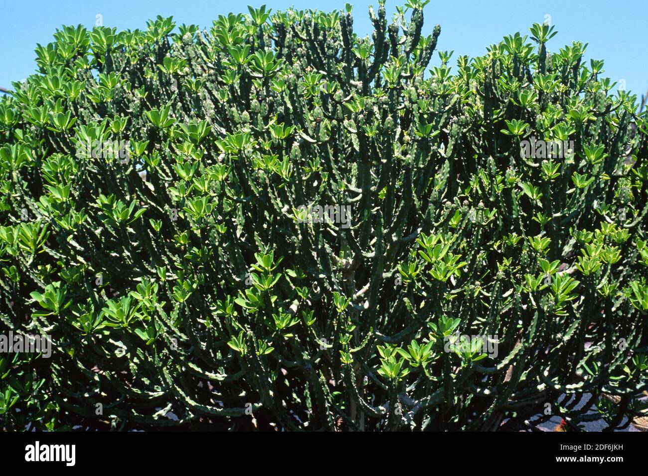 Indian spurge tree hi-res stock photography and images - Alamy