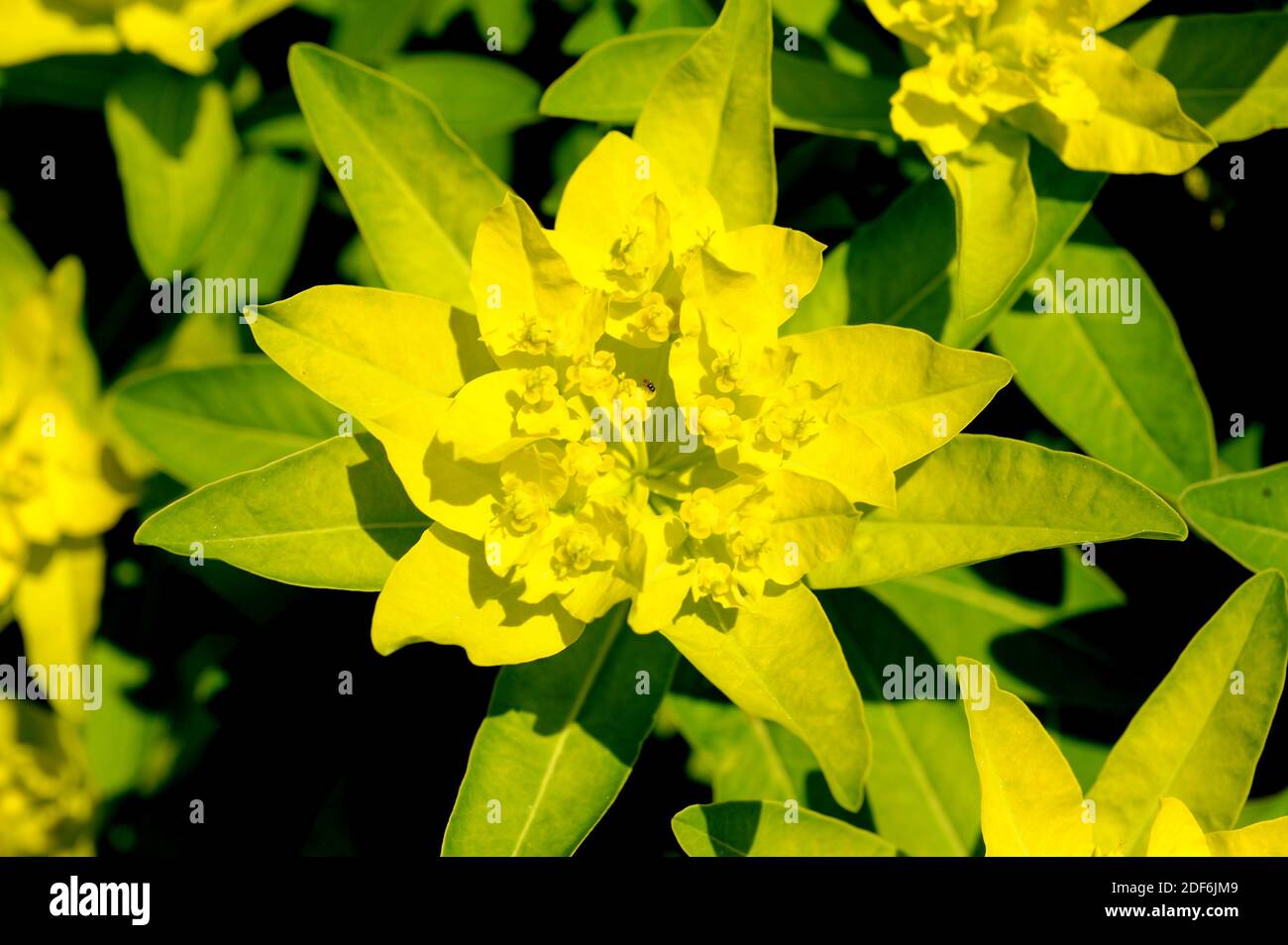 Perennial native to the atlantic forest hi-res stock photography and ...