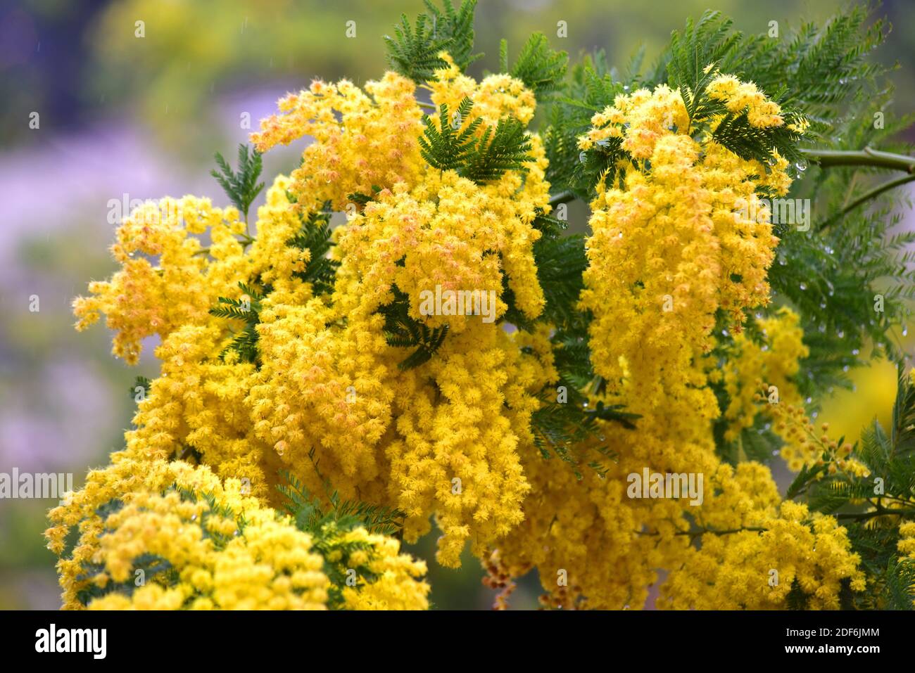 Acacia flower native plant hi-res stock photography and images - Alamy