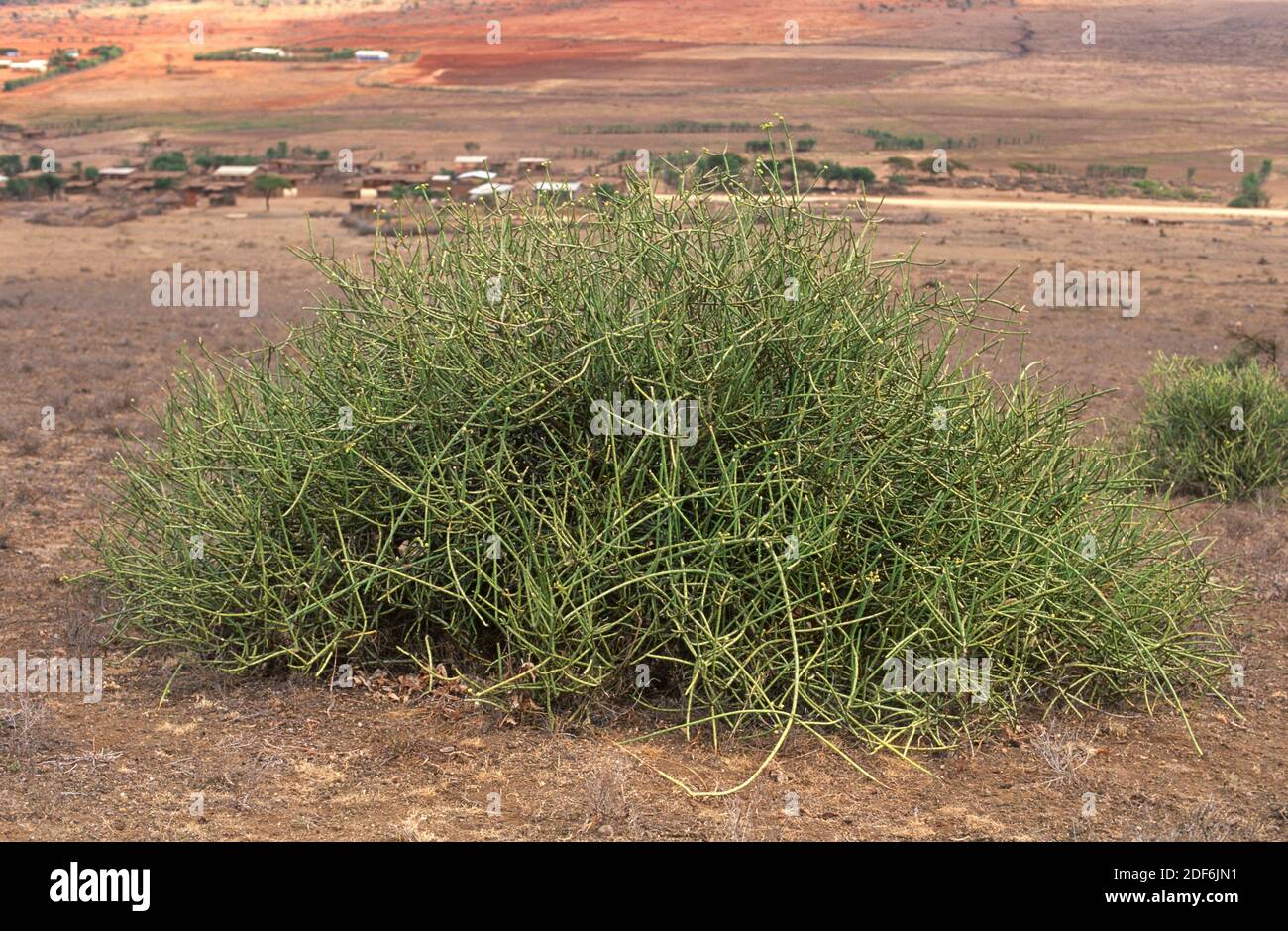 Pencil tree euphorbia tirucalli hi-res stock photography and images - Alamy