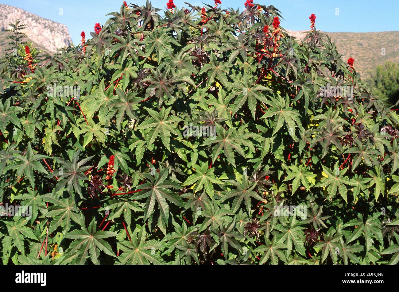 Castor Oil Plant (ricinus Communis)