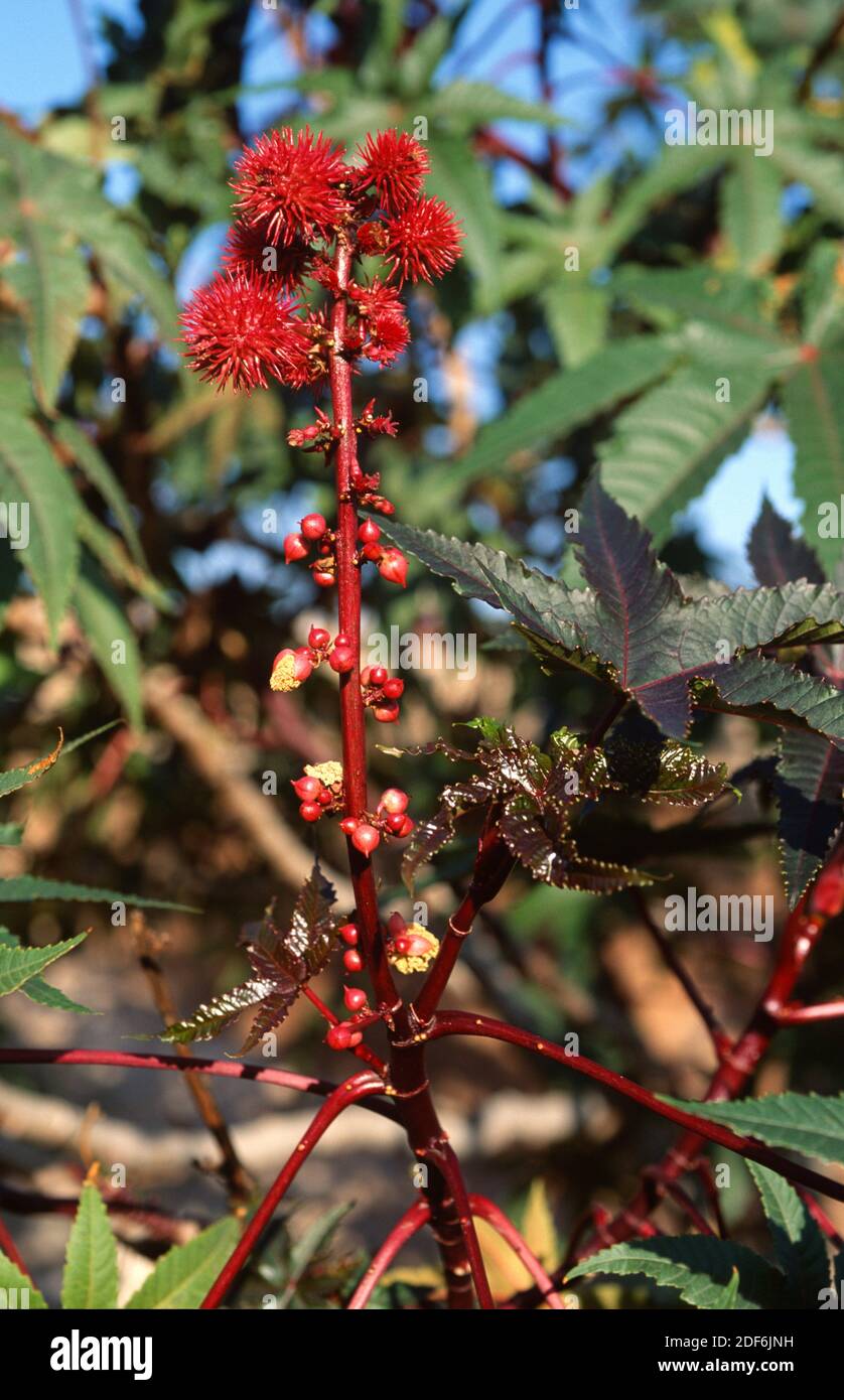 Indian castor oil hi-res stock photography and images - Alamy