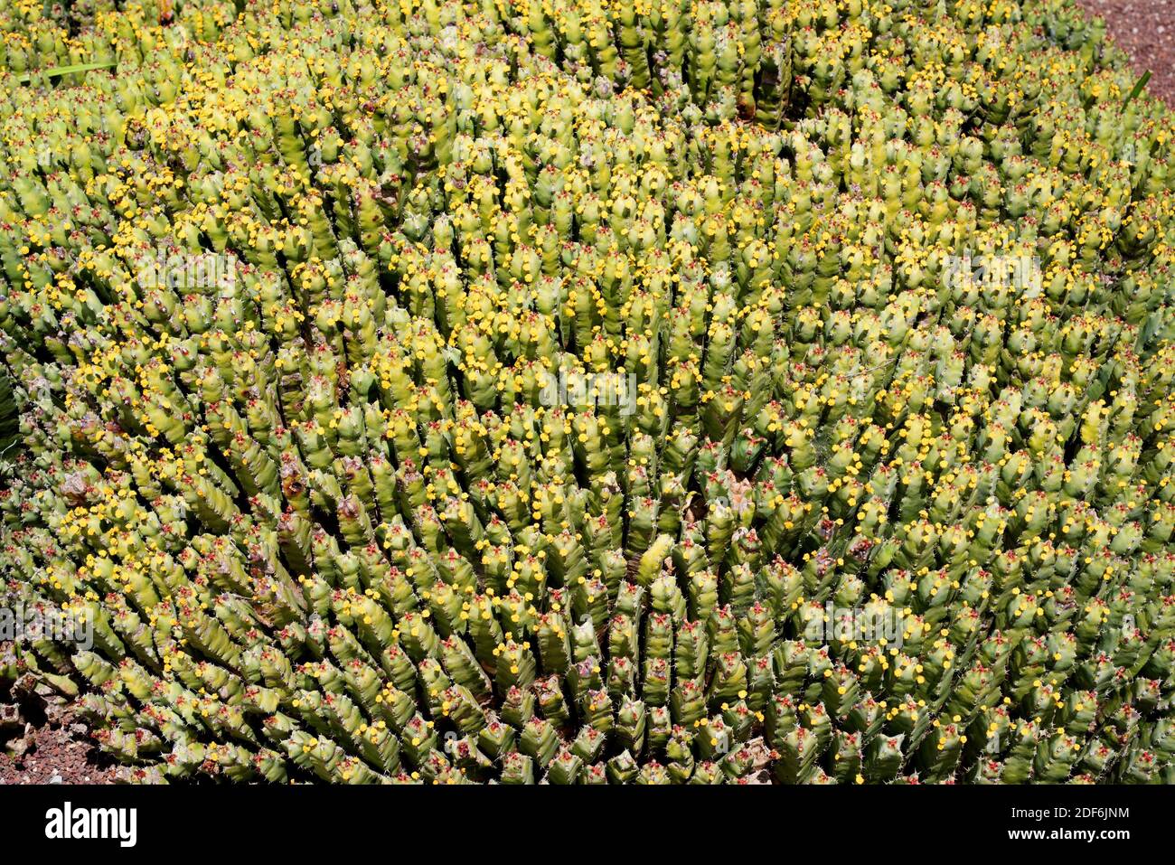 Resin spurge euphorbia resinifera hi-res stock photography and images ...