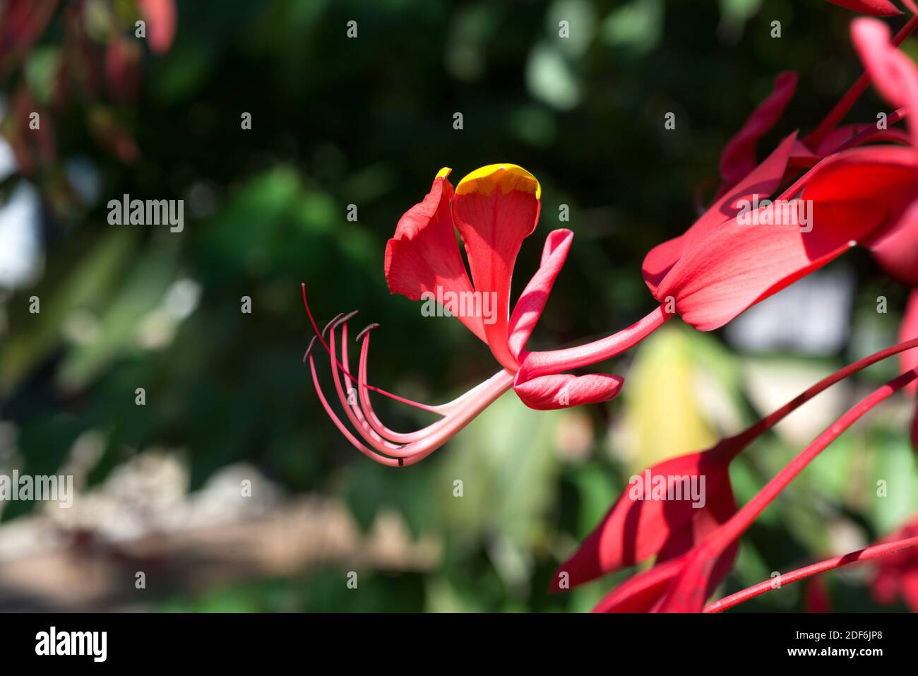 Myanmar tree hi-res stock photography and images - Alamy