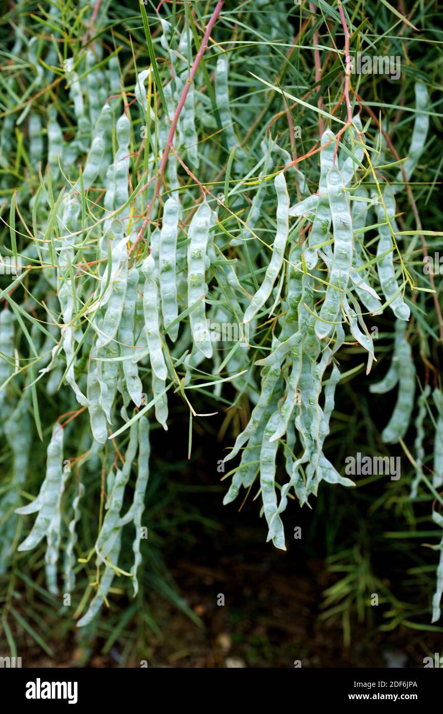 Acacia iteaphylla hi-res stock photography and images - Alamy