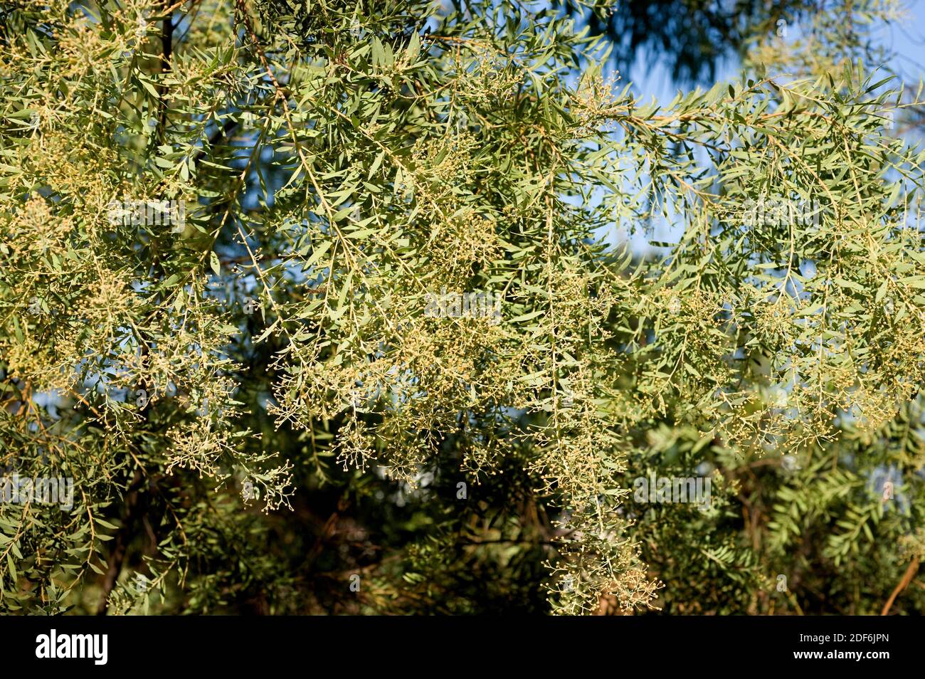 Acacia tree leaves hi-res stock photography and images - Alamy