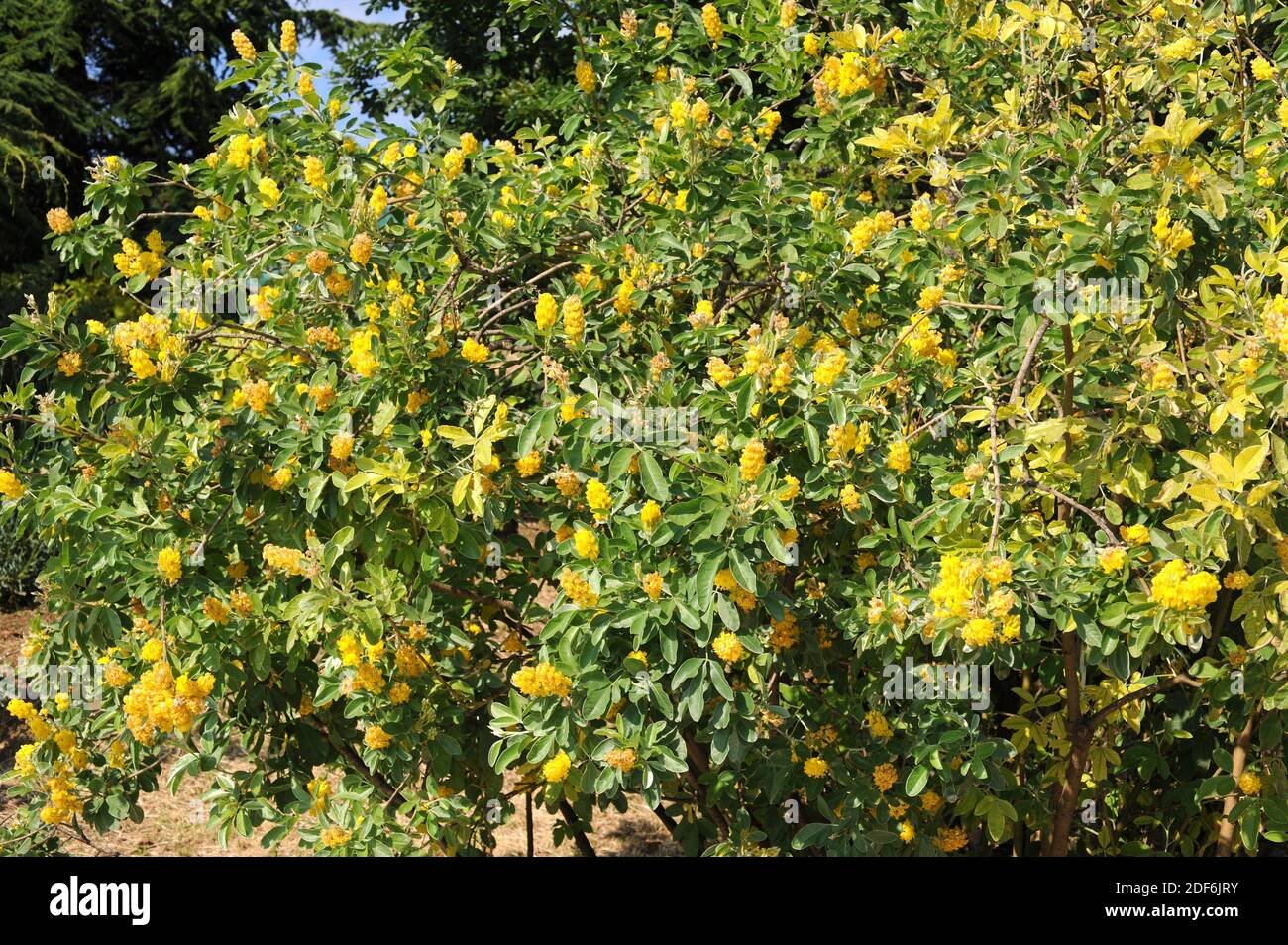 Moroccan flora hi-res stock photography and images - Alamy