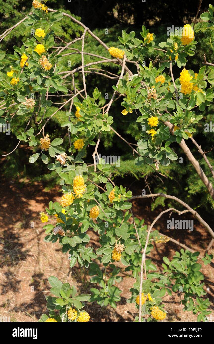 Atlas Flower High Resolution Stock Photography and Images - Alamy