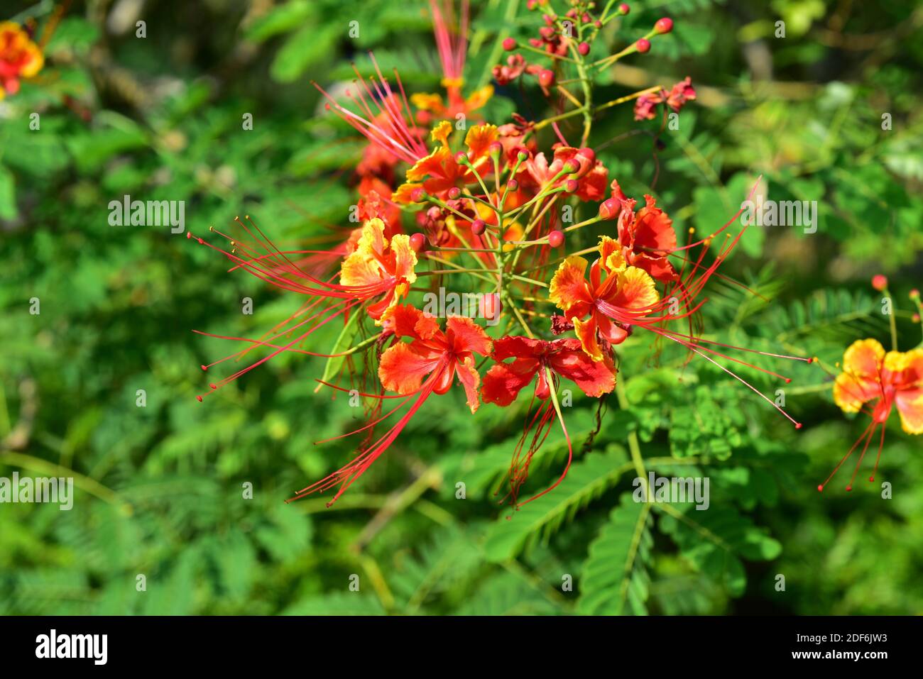 Caesalpinia Pulcherrima Hedge