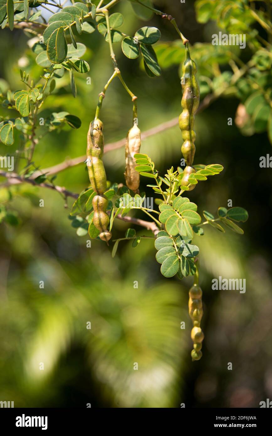 Brazil national tree hi-res stock photography and images - Alamy