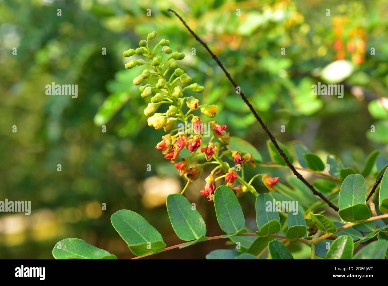Tara spinosa hi-res stock photography and images - Alamy