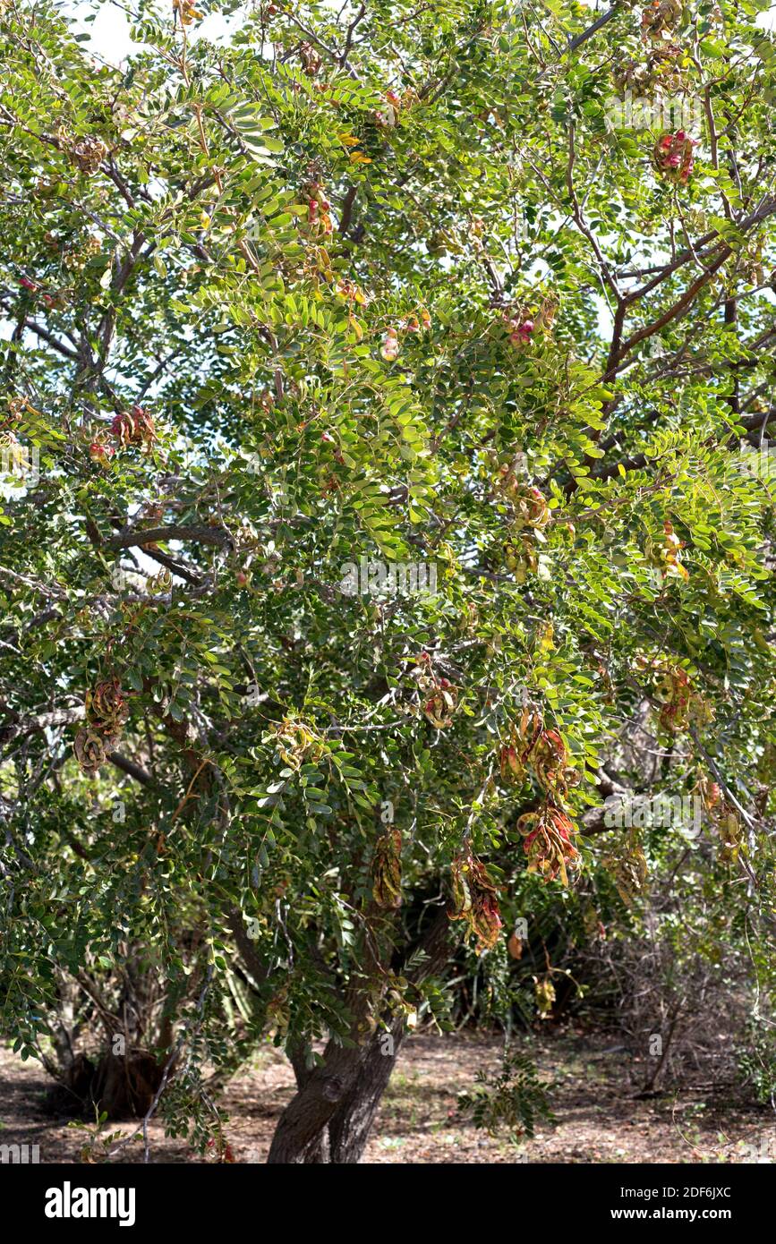 Caesalpinia peru hi-res stock photography and images - Alamy