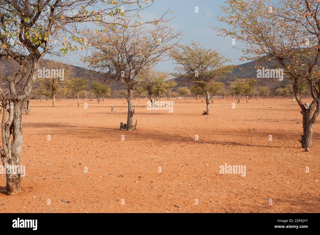 Photo of butterfly hi-res stock photography and images - Alamy