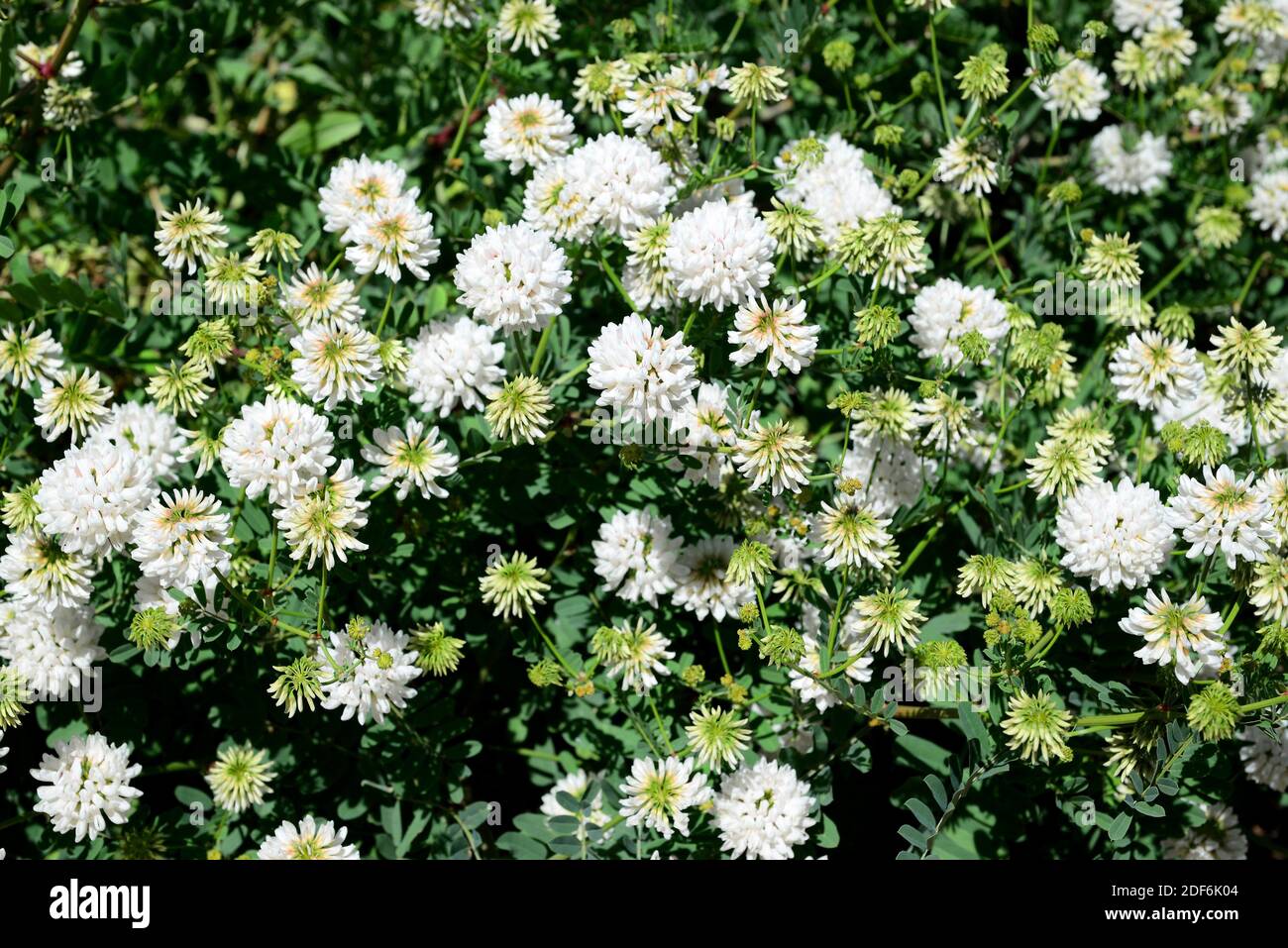 White crownvetch hi-res stock photography and images - Alamy