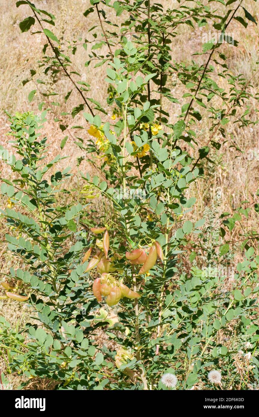 Colutea bladder senna colutea arborescens hi-res stock photography and ...