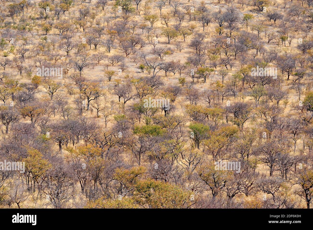 Etosha vegetation hi-res stock photography and images - Alamy