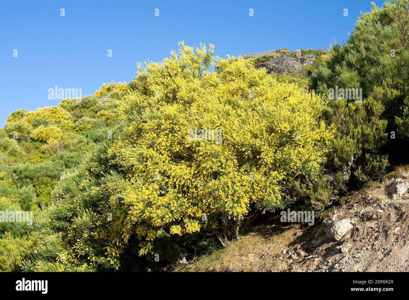 Broom plant hi-res stock photography and images - Alamy