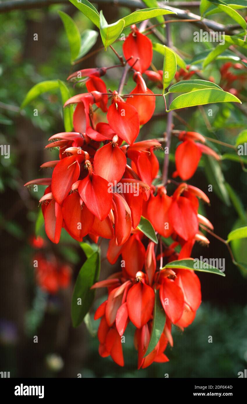 Tree native to brazil and paraguay hi-res stock photography and images ...